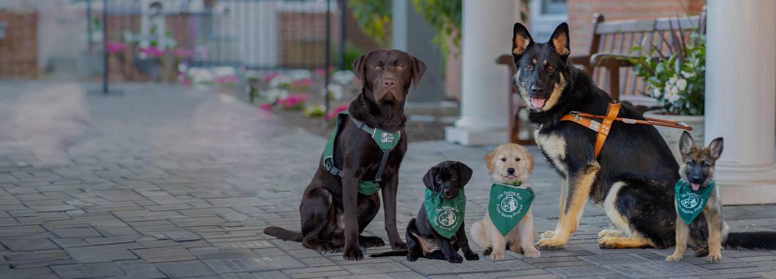 Seeing Eye Dogs | The Seeing Eye Organization