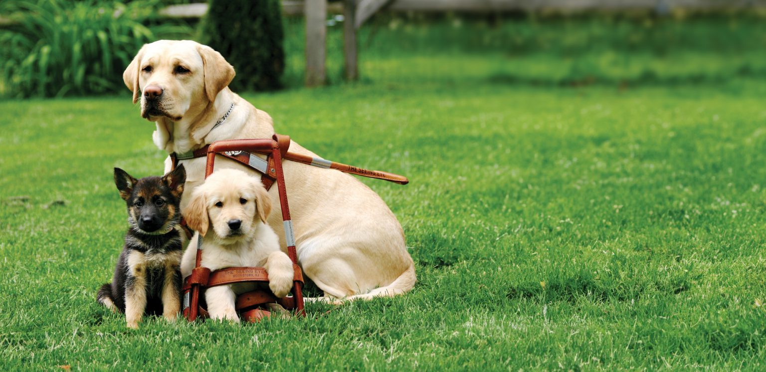 How To Get Guide Dogs | The Seeing Eye